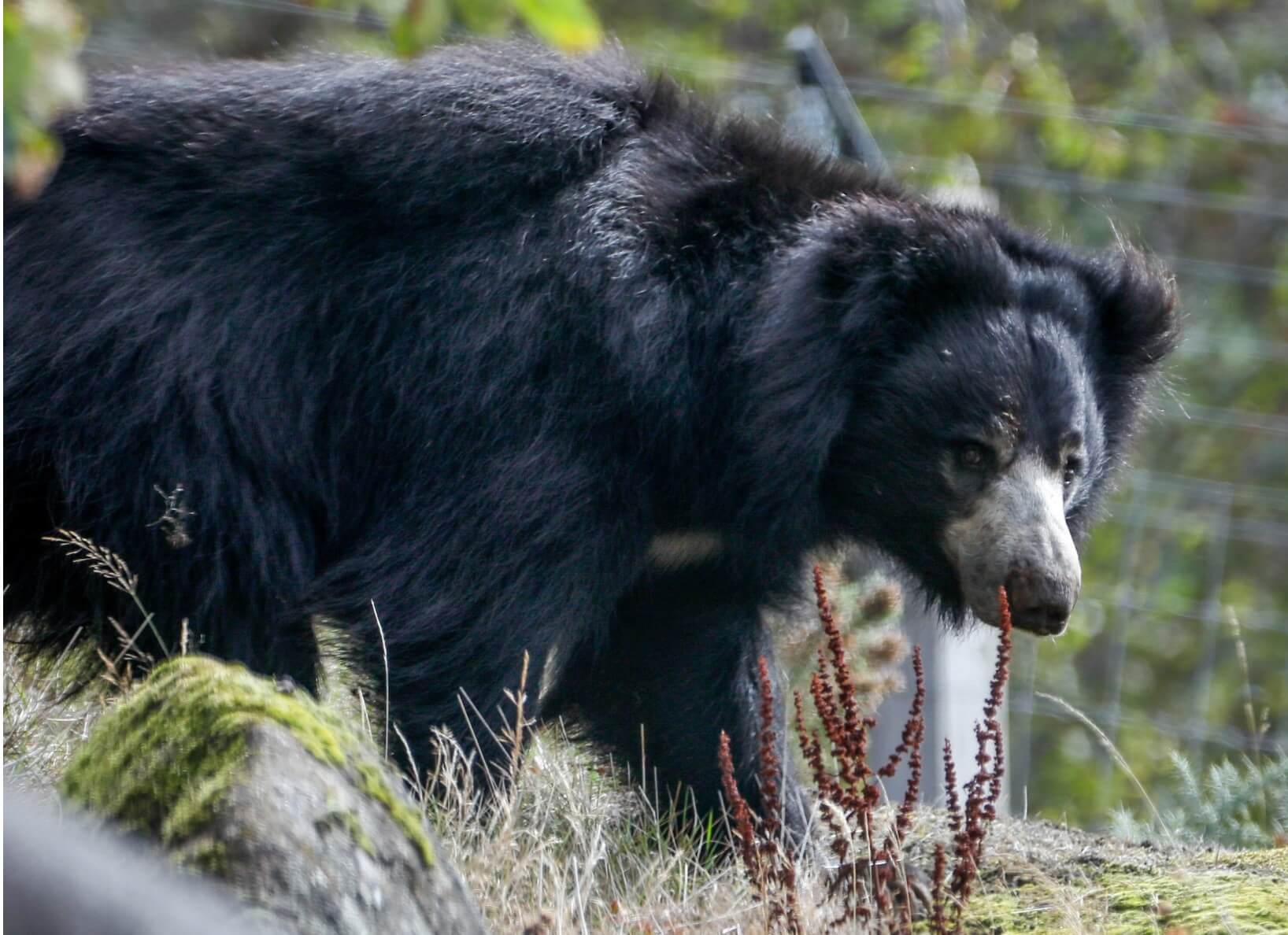 Sloth bears fact file